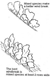 Planting a windbreak – Yuruga Nursery